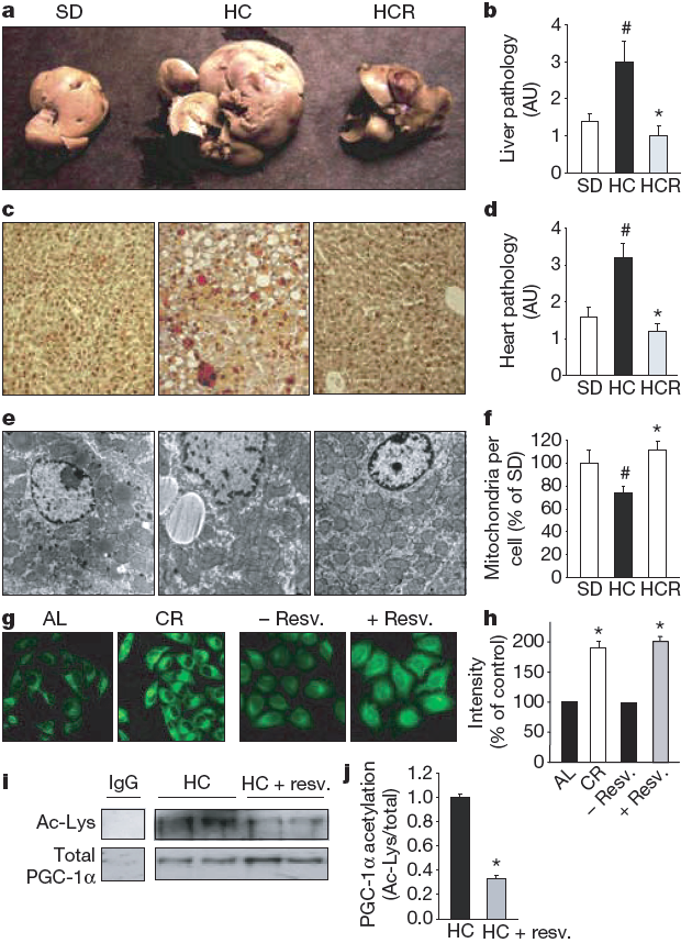 The Boundless Thicket: Red Wine: the Elixer of Life?